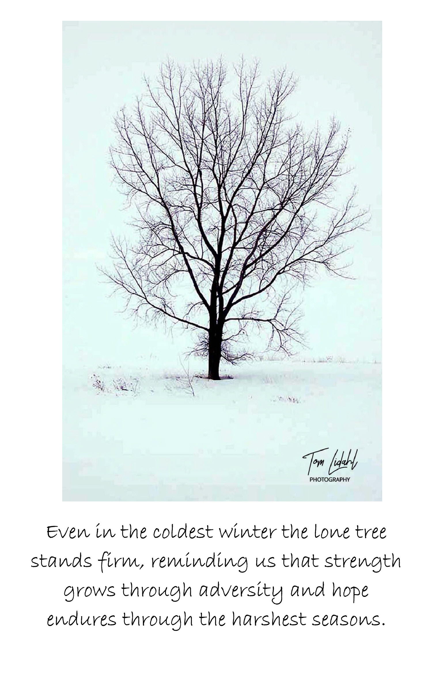 LONE TREE | Dr. Tom's Cards